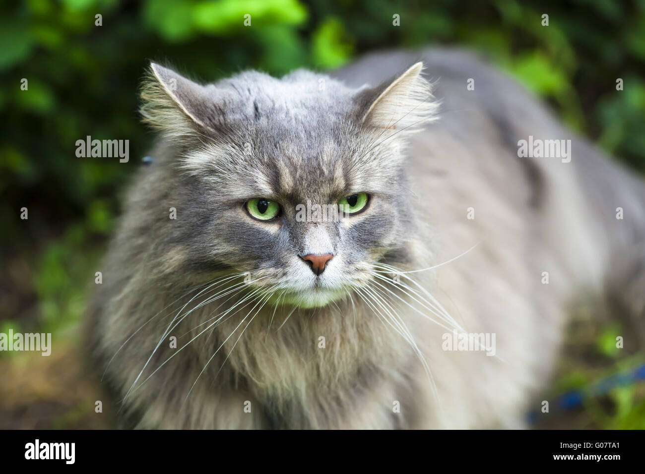 Big gray cat with long hair in the garden in summ Stock Photo - Alamy