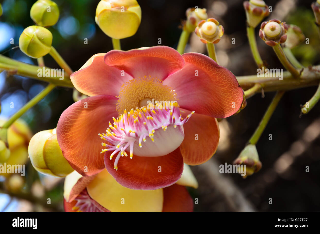 Cannon ball flowers hi-res stock photography and images - Alamy
