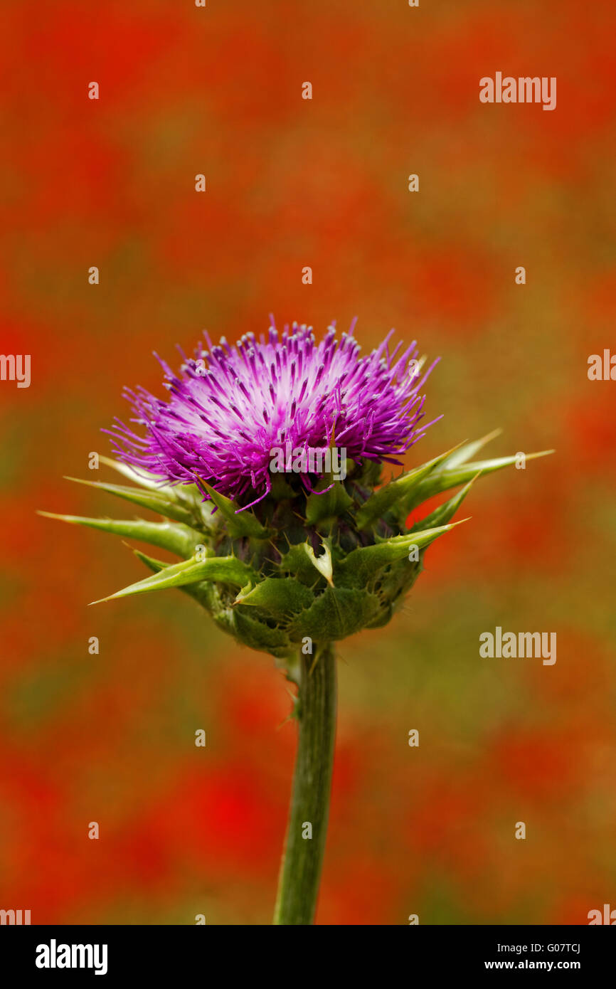 Purple red thistle flower on hi-res stock photography and images - Alamy
