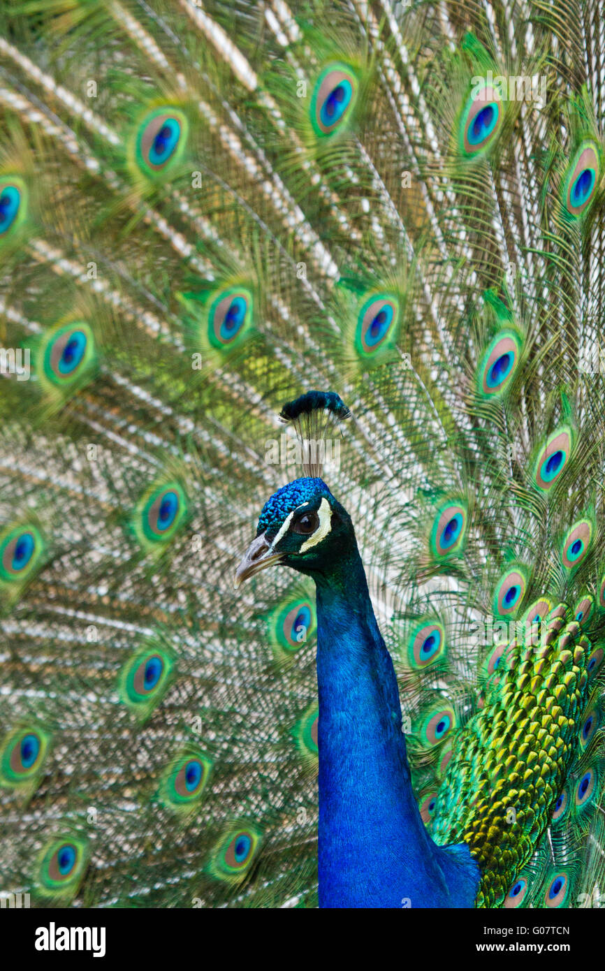 Indian Peafowl or Blue Peafowl (Pavo cristatus Stock Photo - Alamy