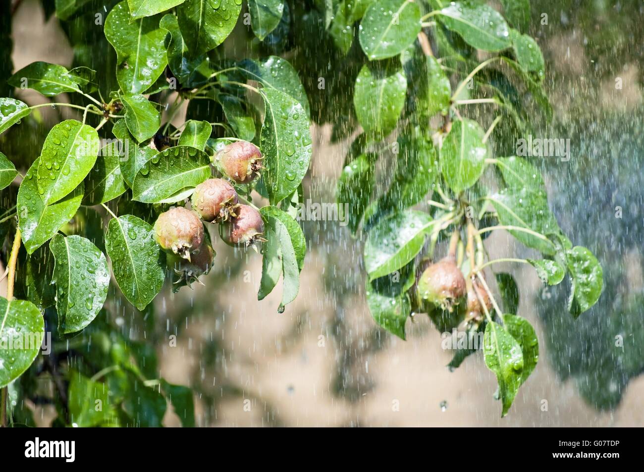 Summer rain in the forest. natural backgrounds Stock Photo - Alamy