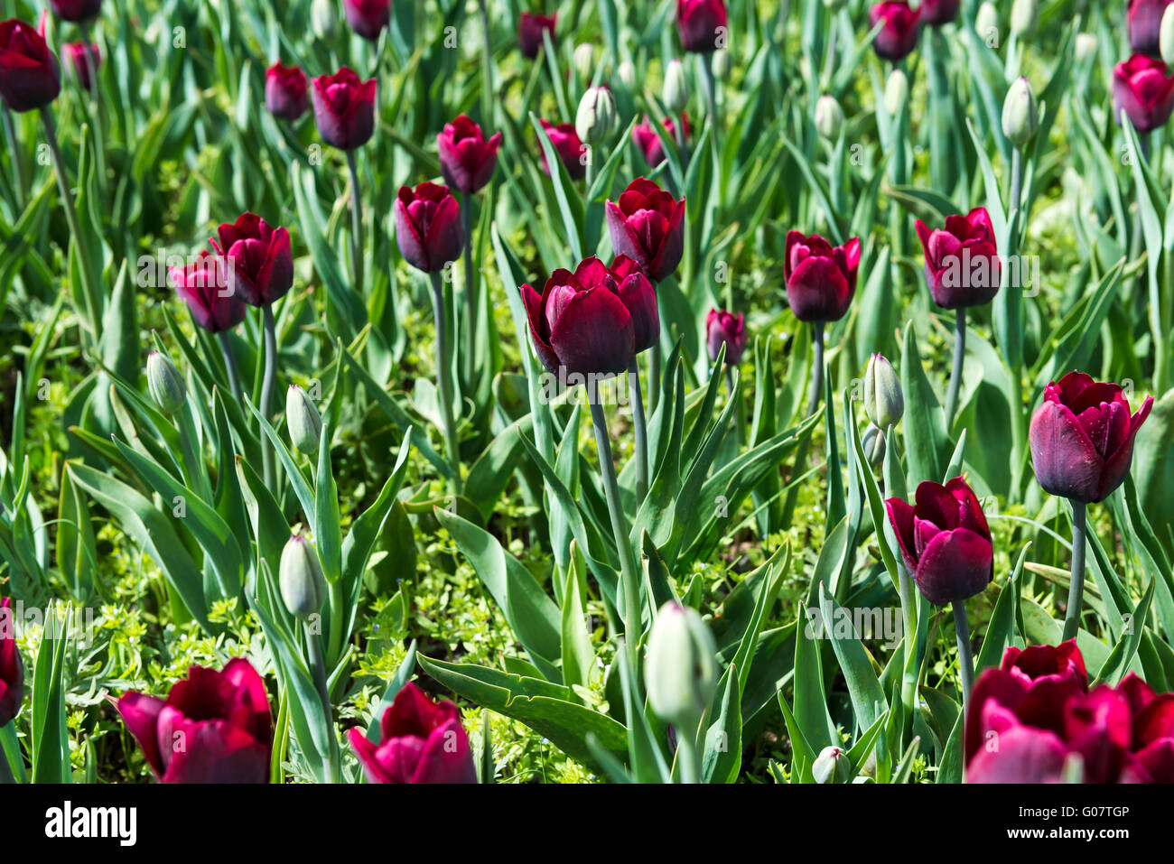 Iran tulip hi-res stock photography and images - Alamy