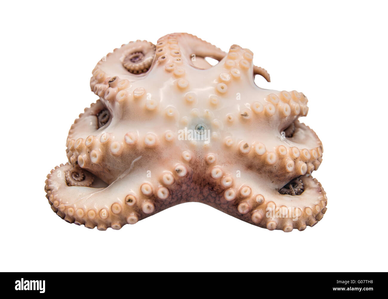 Small octopus isolated on white background Stock Photo - Alamy