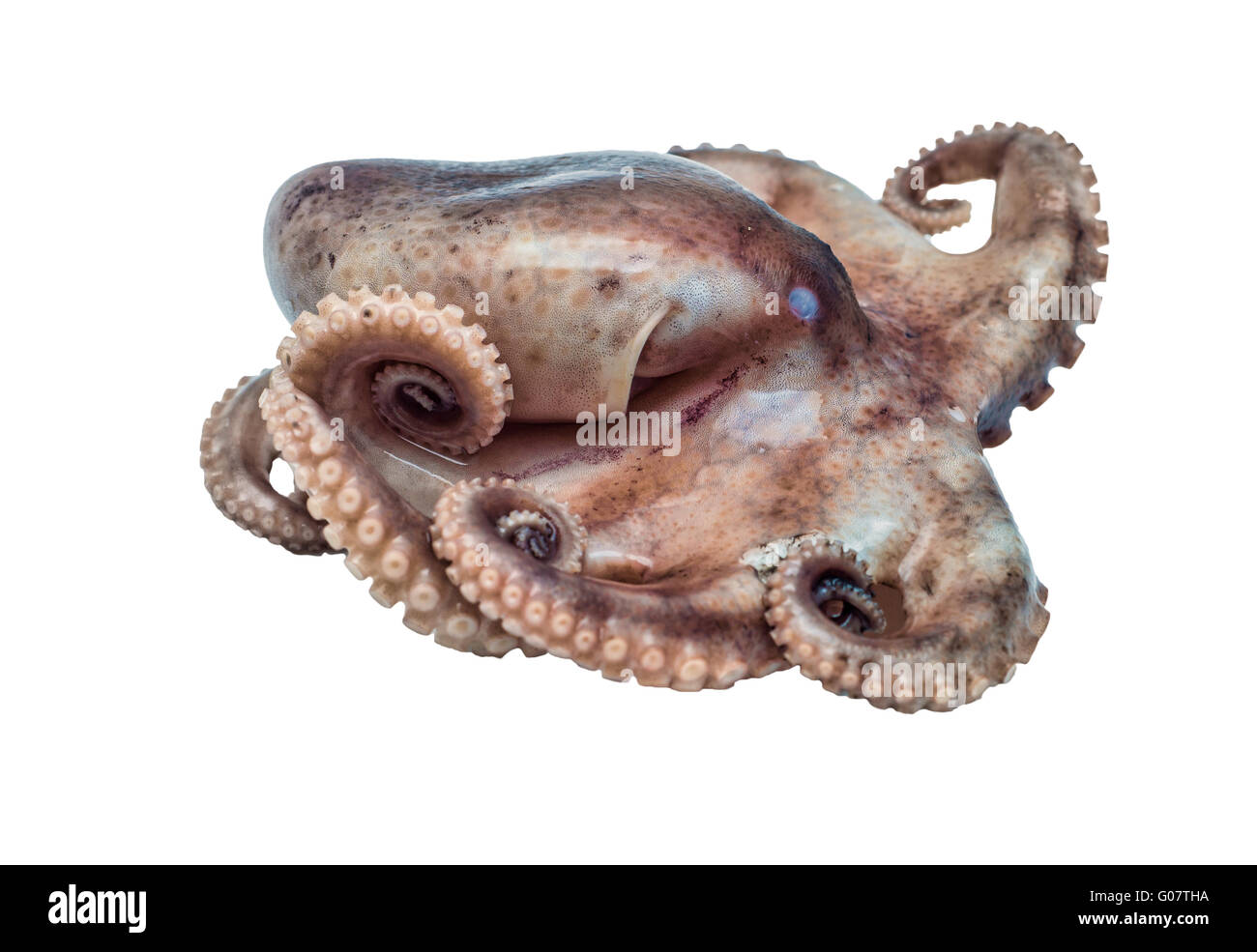 Baby octopus animal hi-res stock photography and images - Alamy