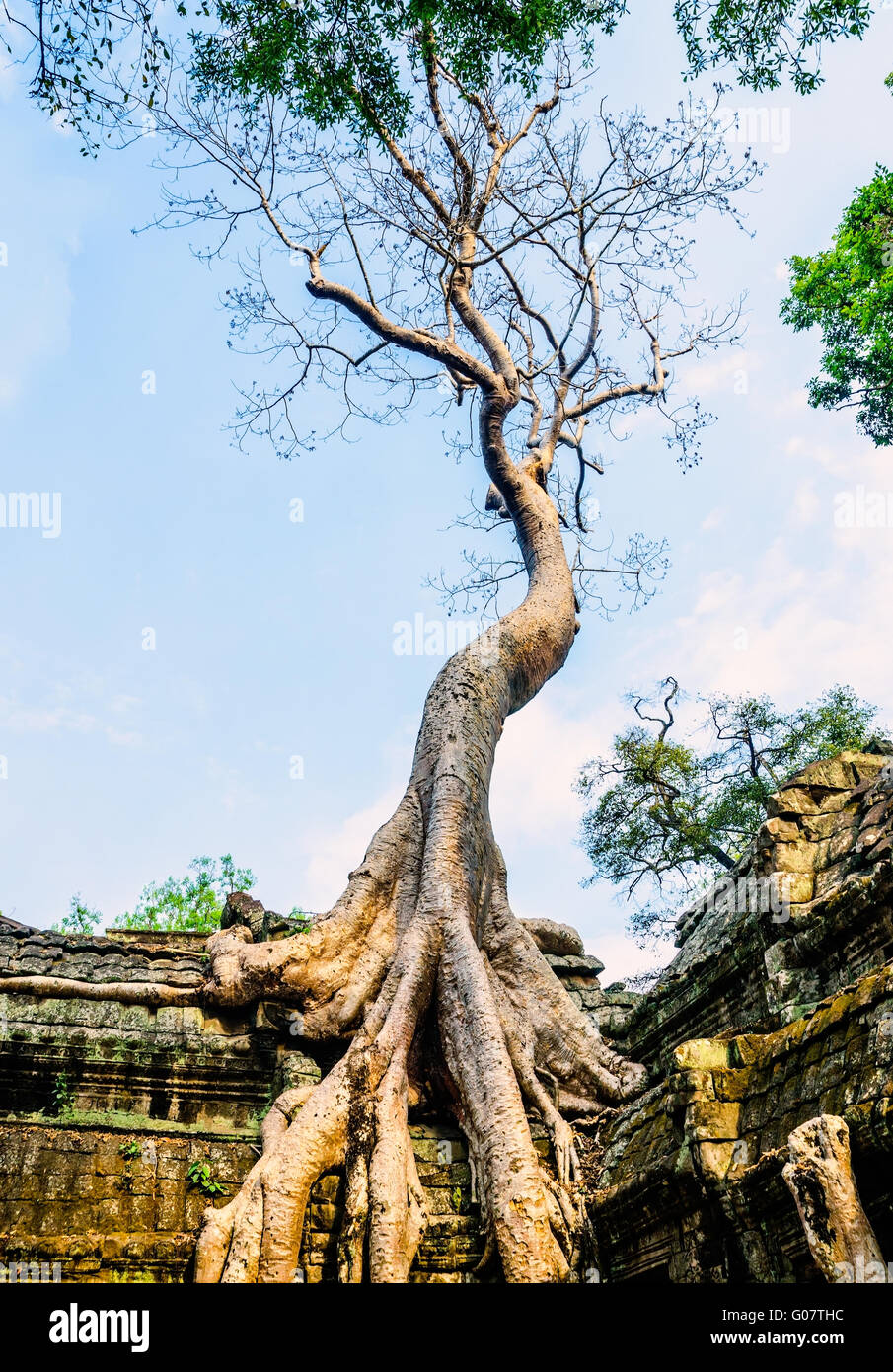 Ankor wat tree hi-res stock photography and images - Alamy