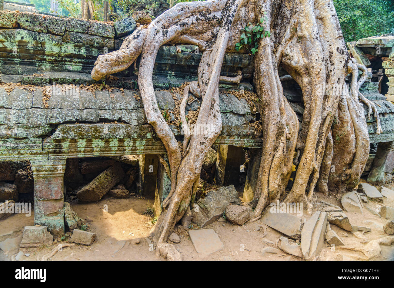 Ankor wat tree hi-res stock photography and images - Alamy