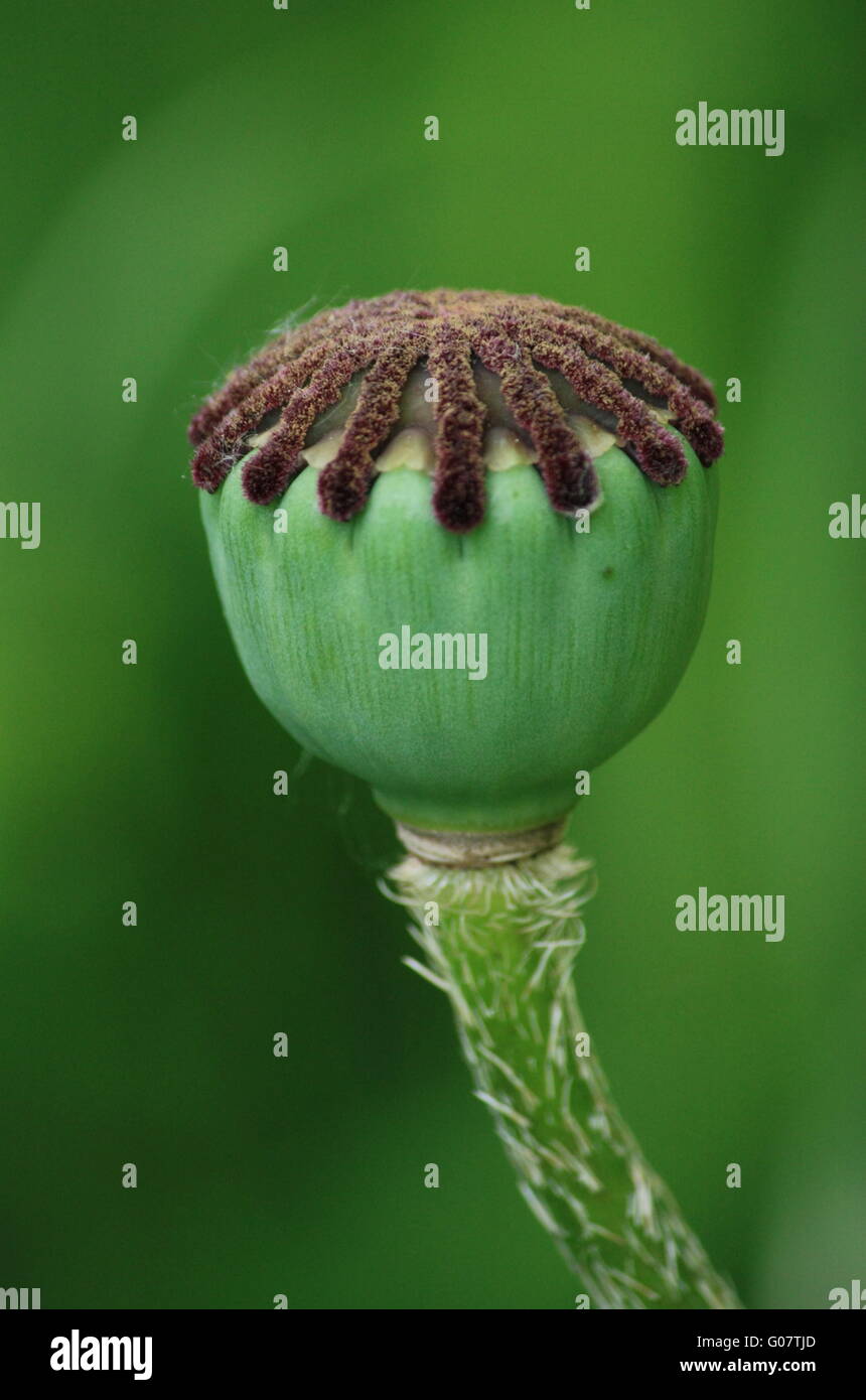 Poppy, poppy capsule 2 Stock Photo - Alamy