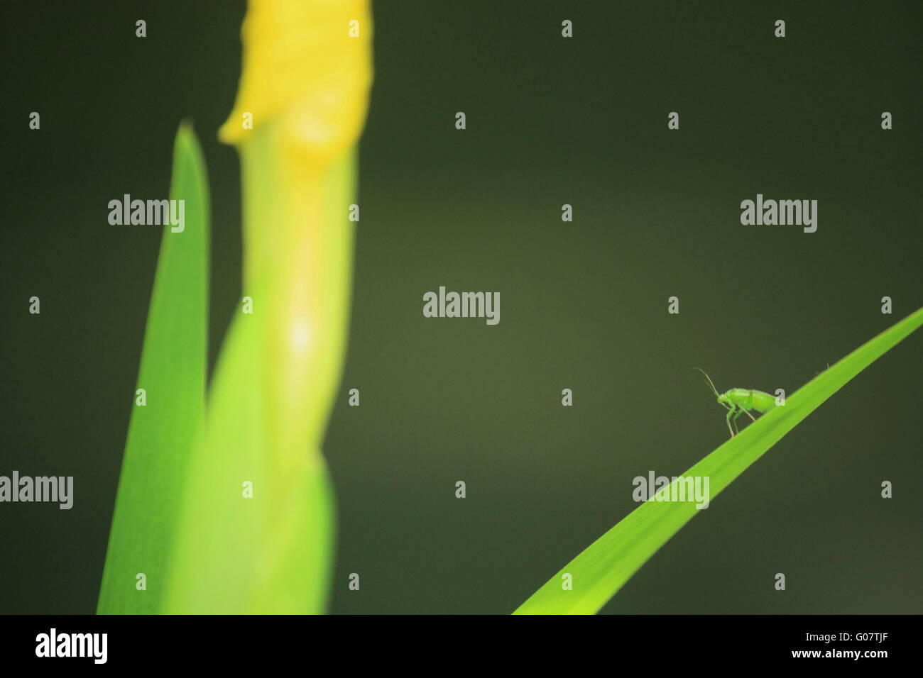 Green insect hi-res stock photography and images - Alamy