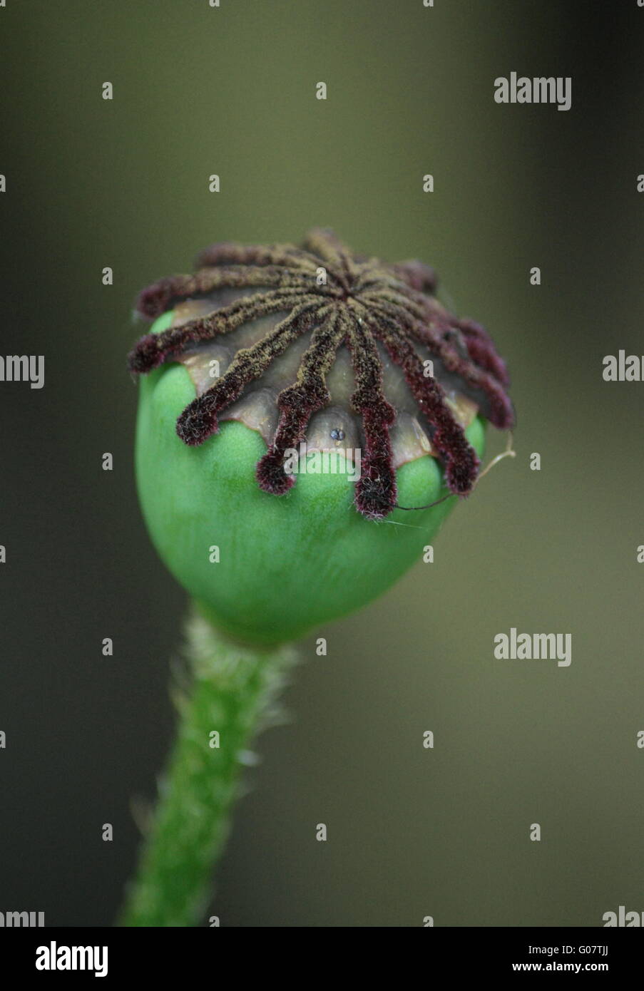 Poppy, poppy capsule 1 Stock Photo - Alamy