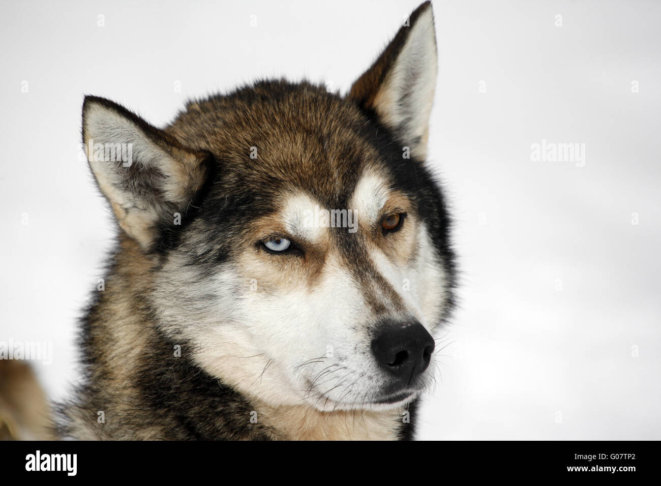 Heterochromia of a Siberian Husky Stock Photo - Alamy