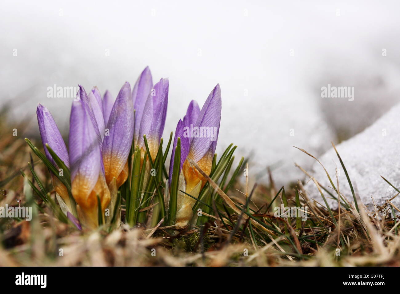 Wallow in the snow hi-res stock photography and images - Alamy