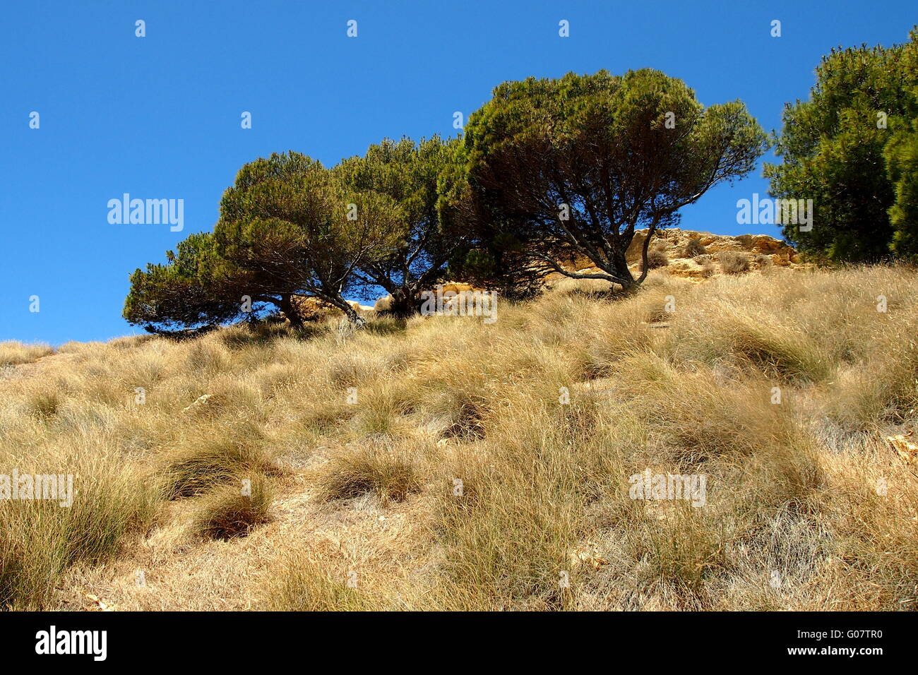 Grassland Landscape with some trees - Malta Stock Photo - Alamy