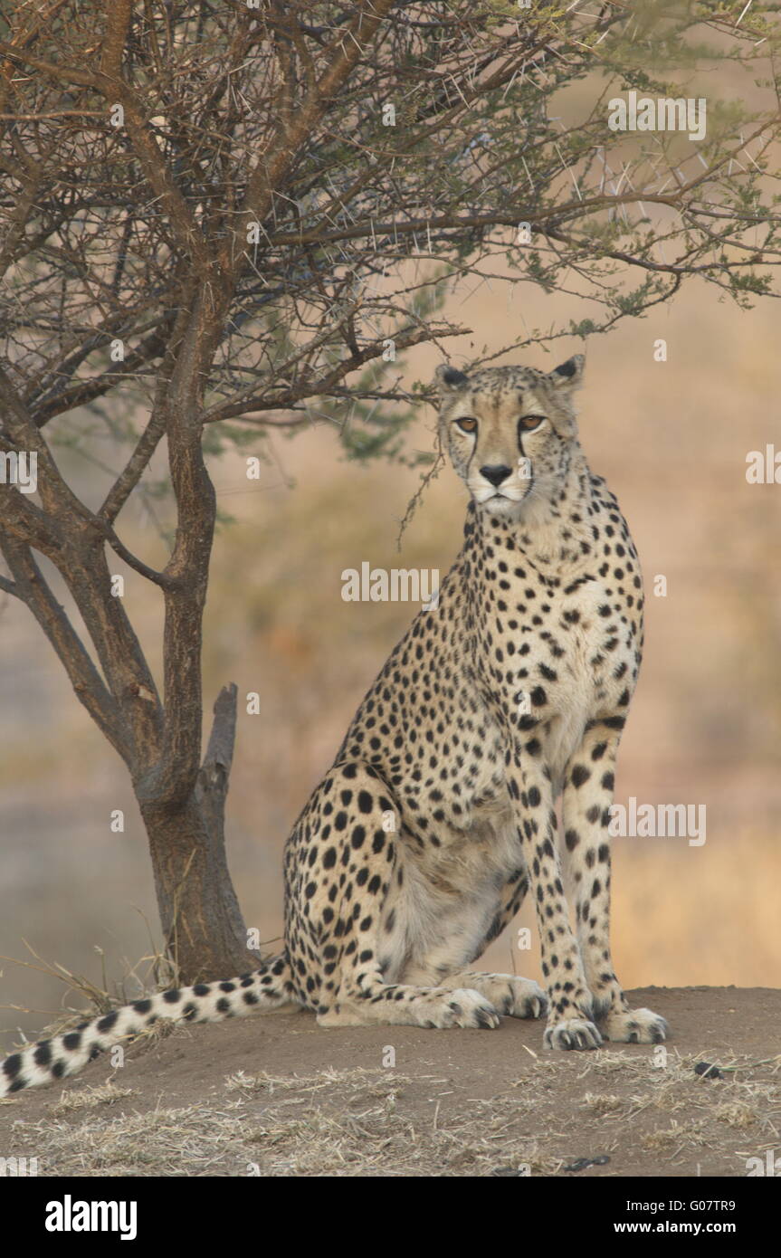Cheetah habitat hi-res stock photography and images - Alamy