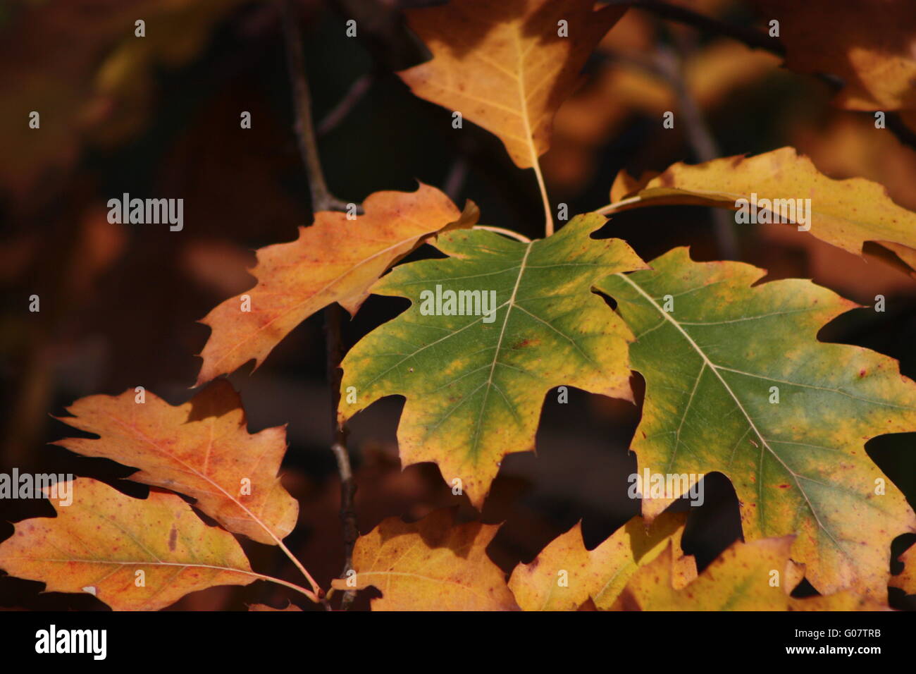 Closeup shot red tree hi-res stock photography and images - Alamy