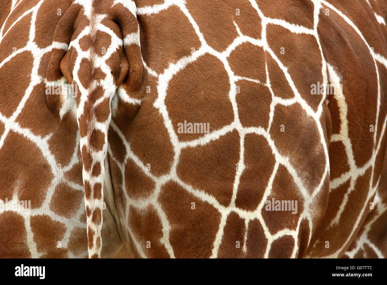 Pattern giraffes fur hi-res stock photography and images - Alamy