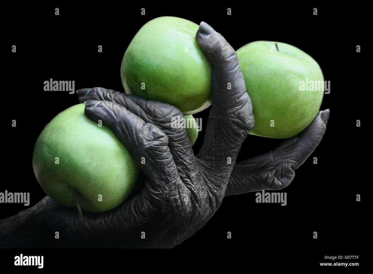 Monkey apples hi-res stock photography and images - Alamy