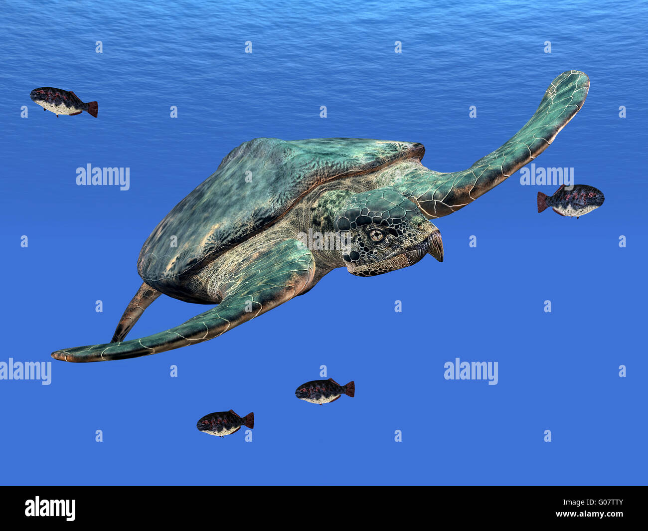 Giant Sea Turtle Archelon Stock Photo - Alamy