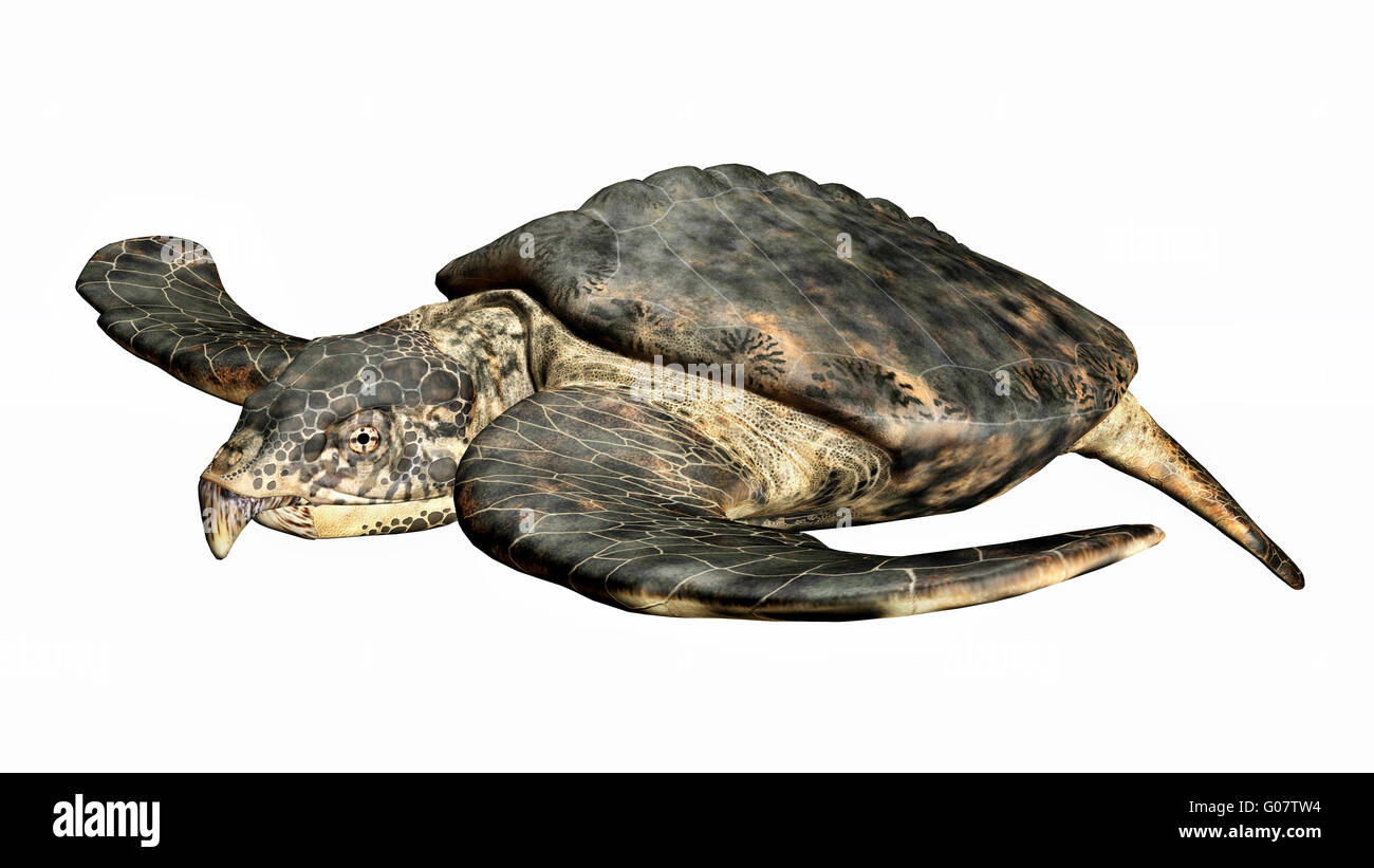 Giant Sea Turtle Prehistoric