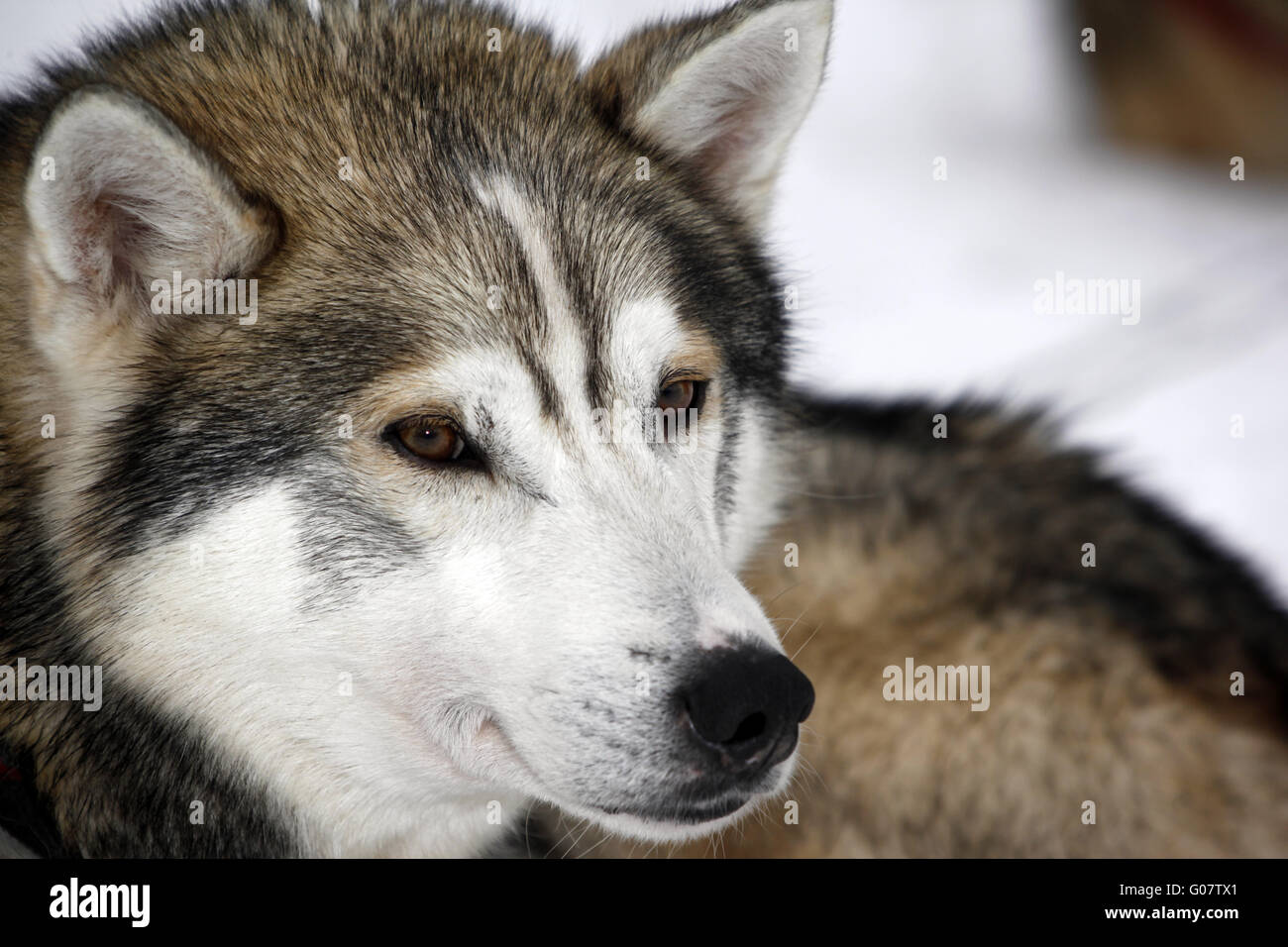 Close up of a Siberian Husky Stock Photo - Alamy