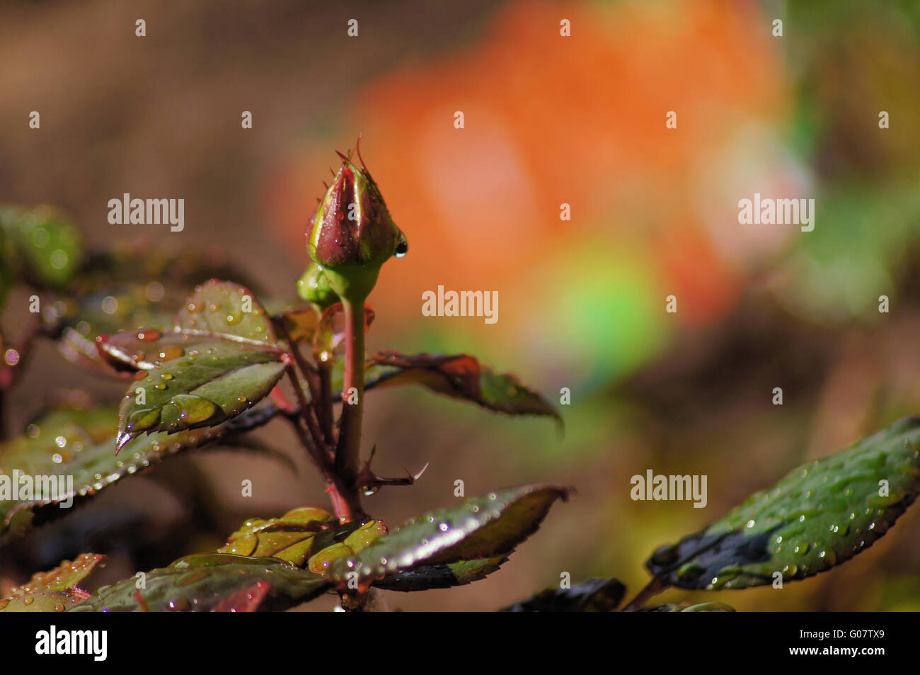 Rosebud young rose bud hi-res stock photography and images - Alamy