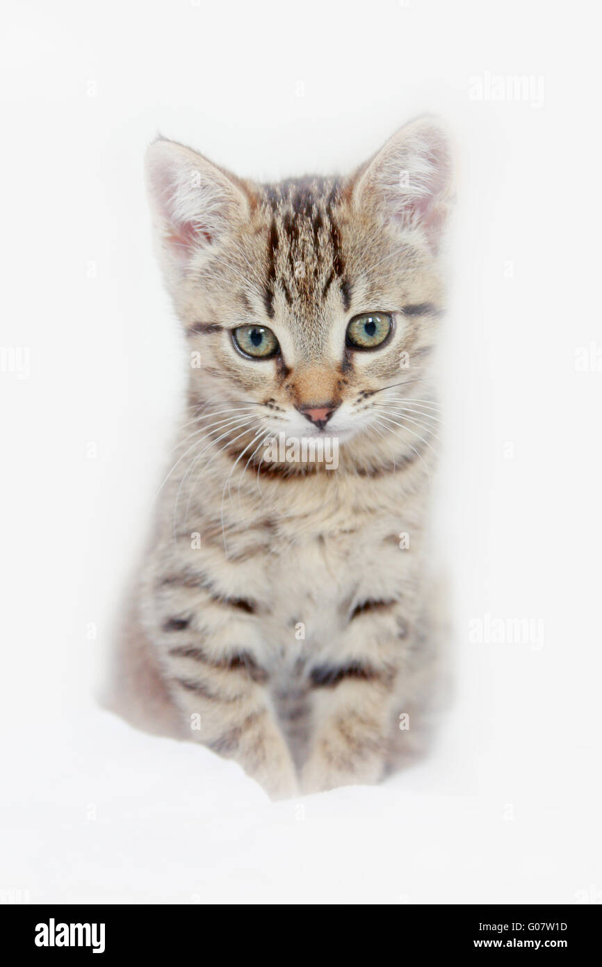Small tiny cat hi-res stock photography and images - Alamy