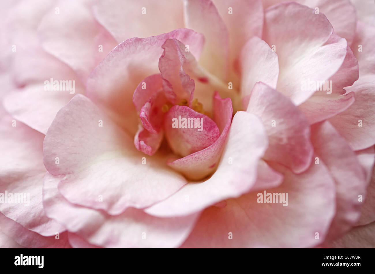 Botanik fotografie hi-res stock photography and images - Alamy