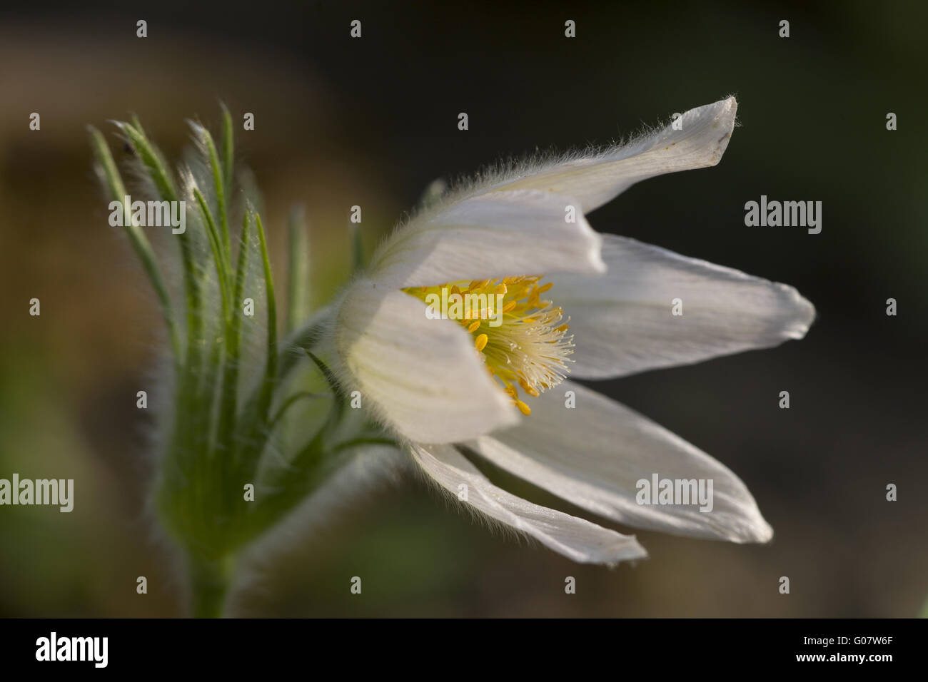 Spring ephemerals hi-res stock photography and images - Alamy