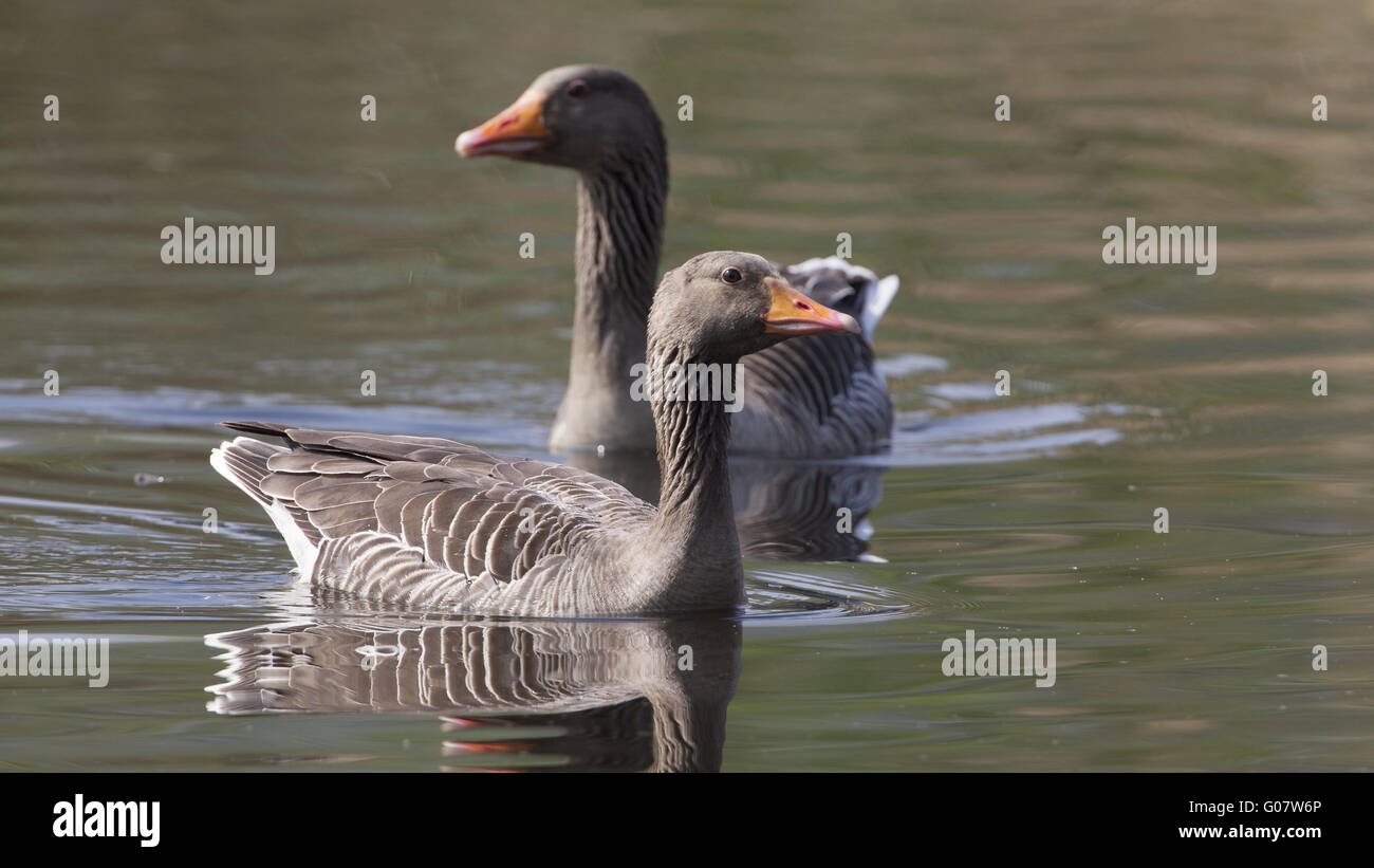 Greylag geese (anser anser) display hi-res stock photography and images ...