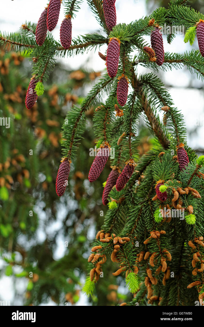 pine tree with fresh pine shoots and red pinecones Stock Photo - Alamy