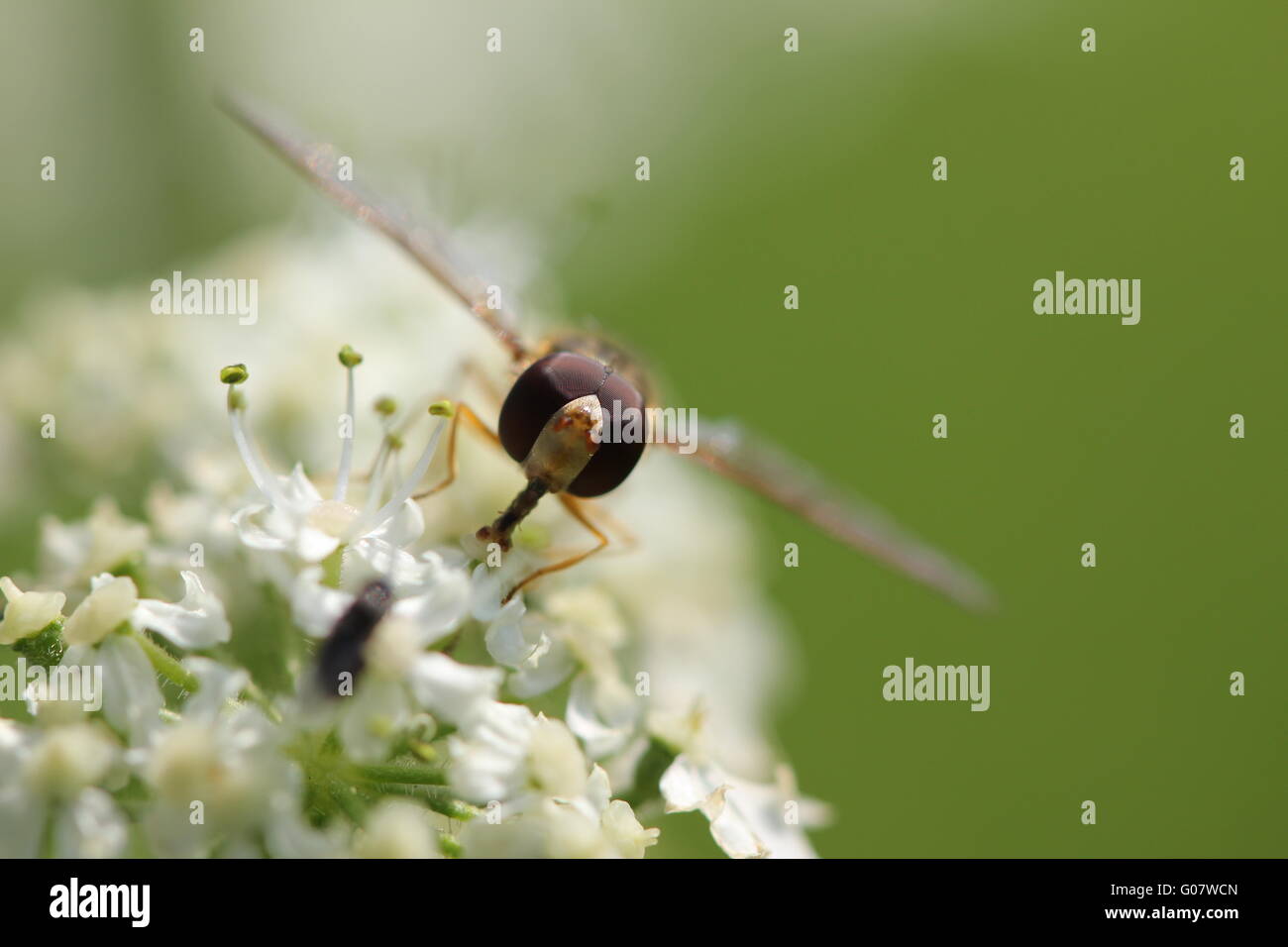 flower fly I Stock Photo - Alamy