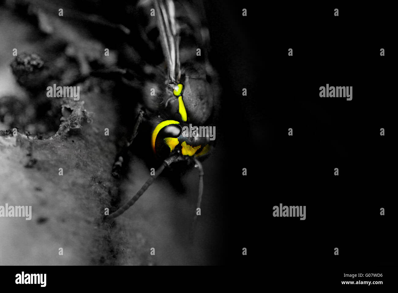 Aggressive wasp hi-res stock photography and images - Alamy