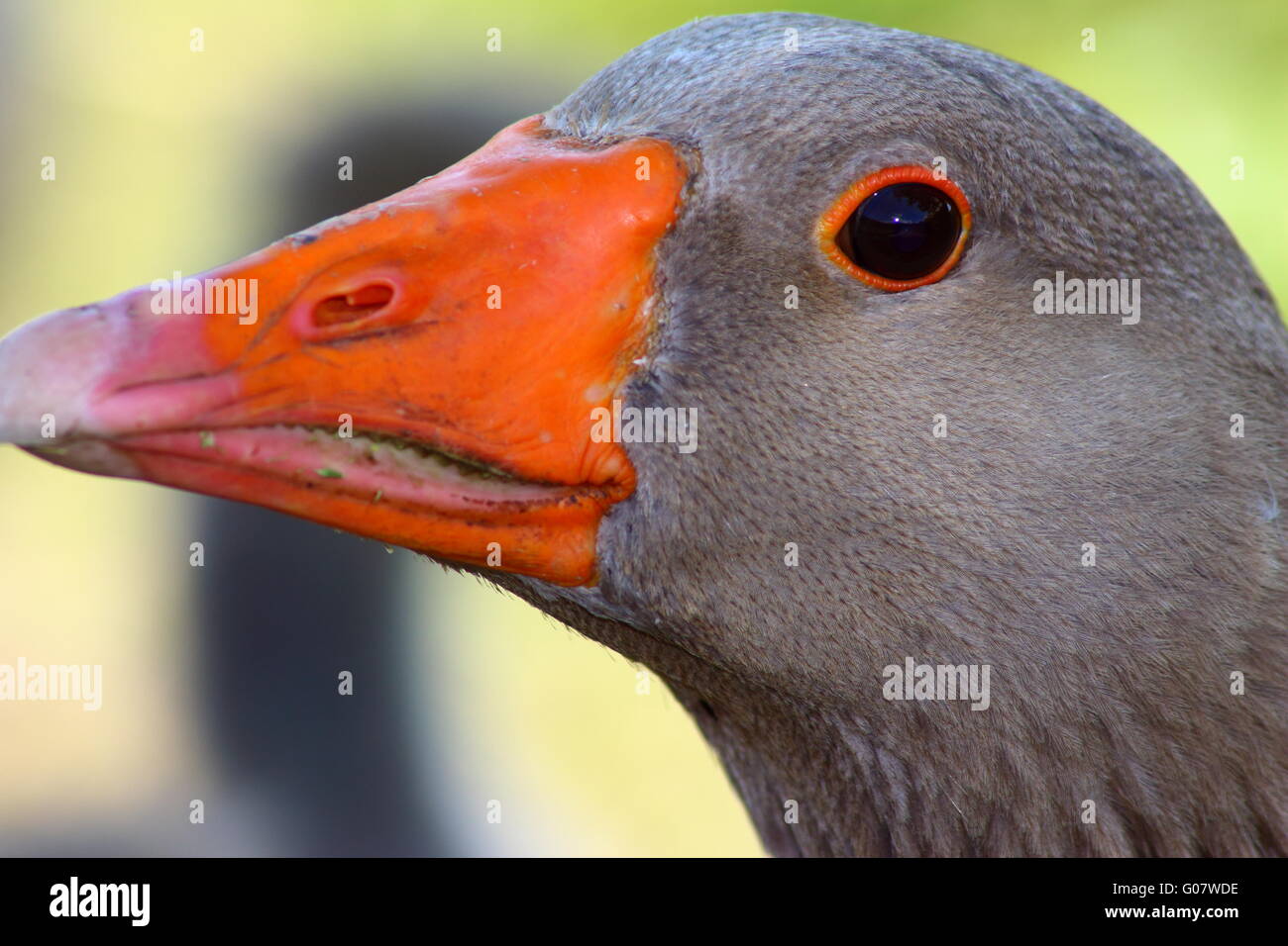 Farmyard geese hi-res stock photography and images - Alamy