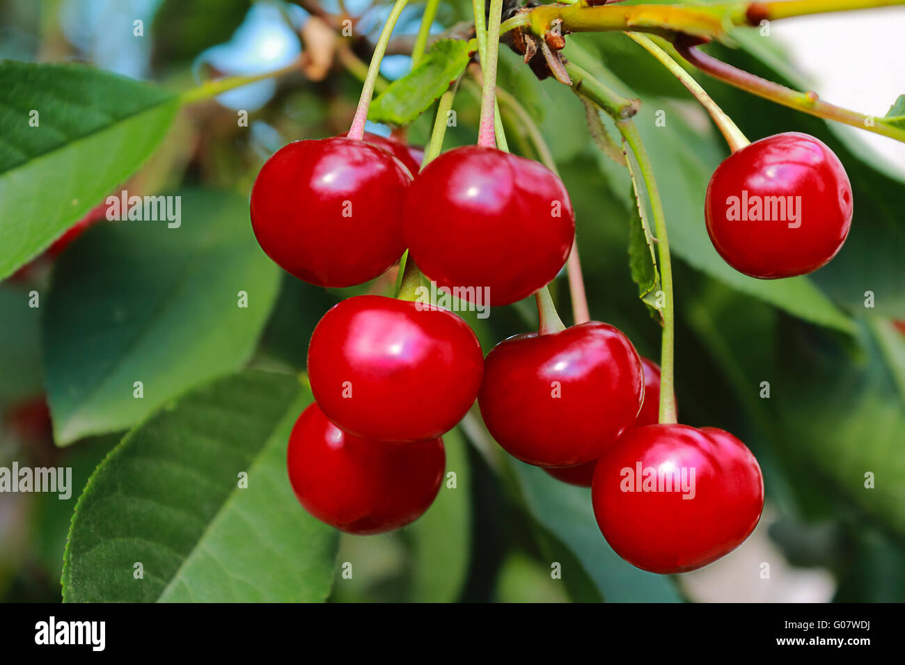 Ripe cherries on a tree branch Stock Photo - Alamy