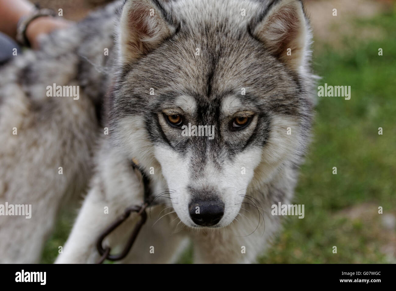 Beautiful Brown Wolf With Blue Eyes