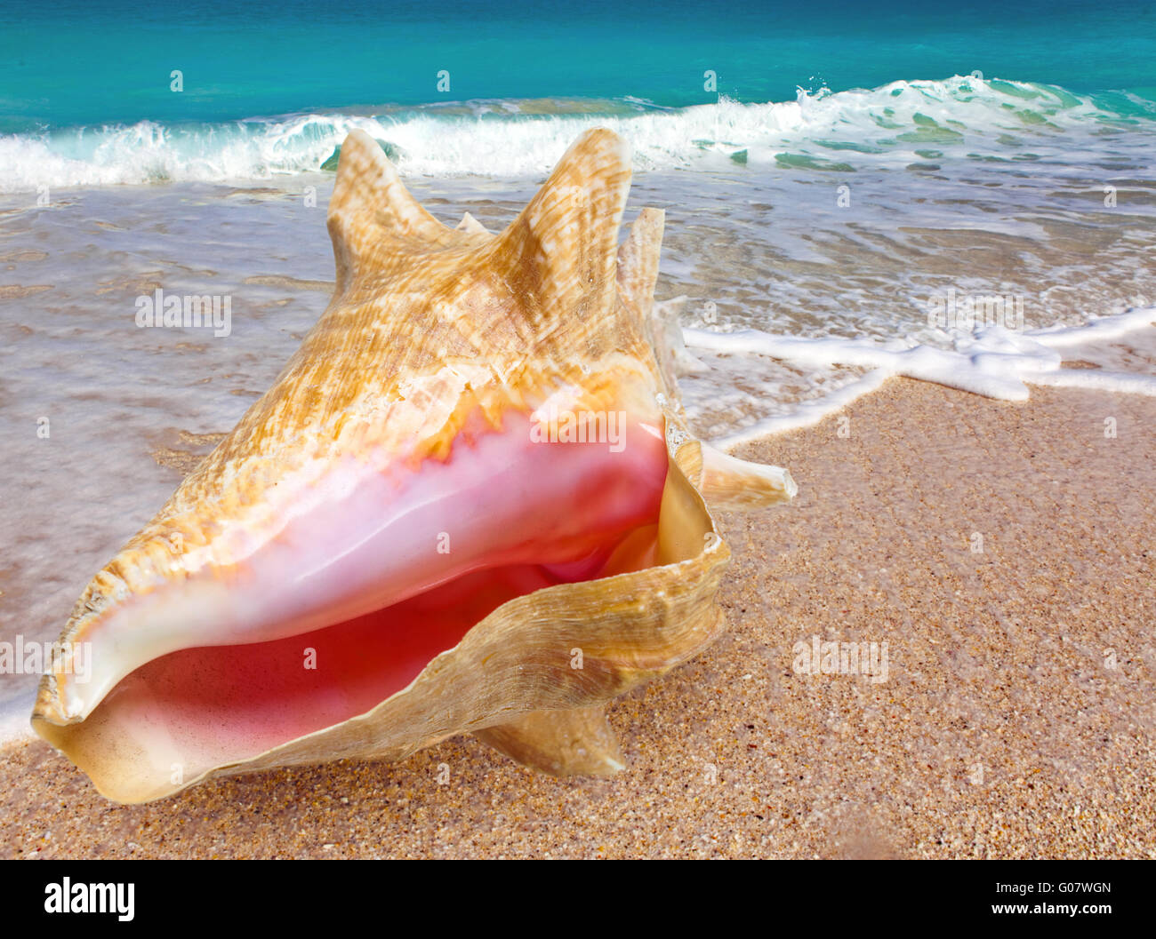 Big shell lies on hi-res stock photography and images - Alamy