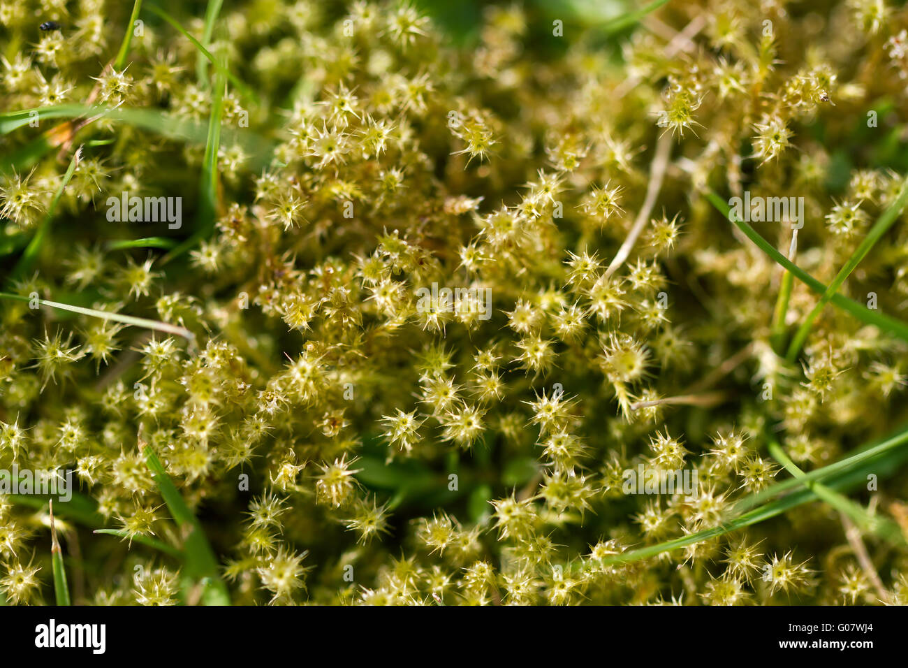 Lawn with moss hi-res stock photography and images - Alamy