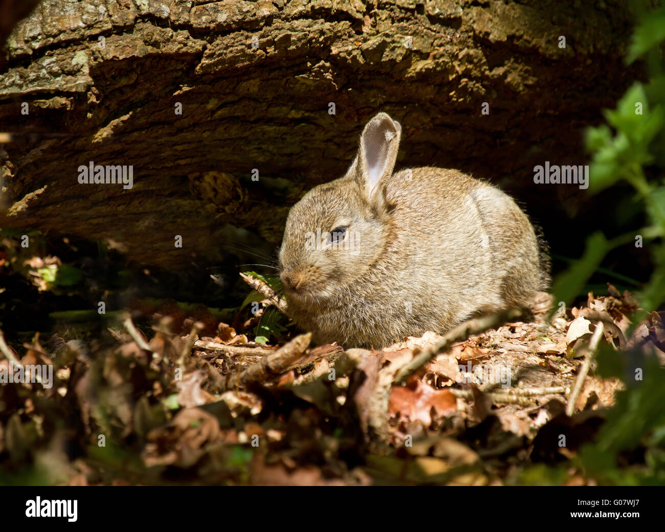 Young Rabbit in woodland during springtime surrounded by fallen tree ...