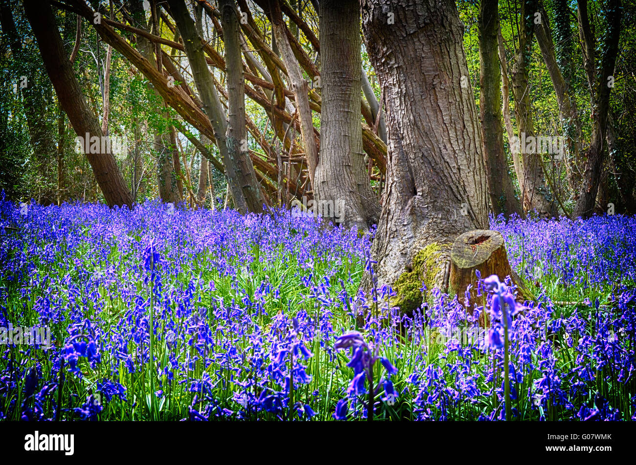 Bluebell Woods in Spring Stock Photo - Alamy