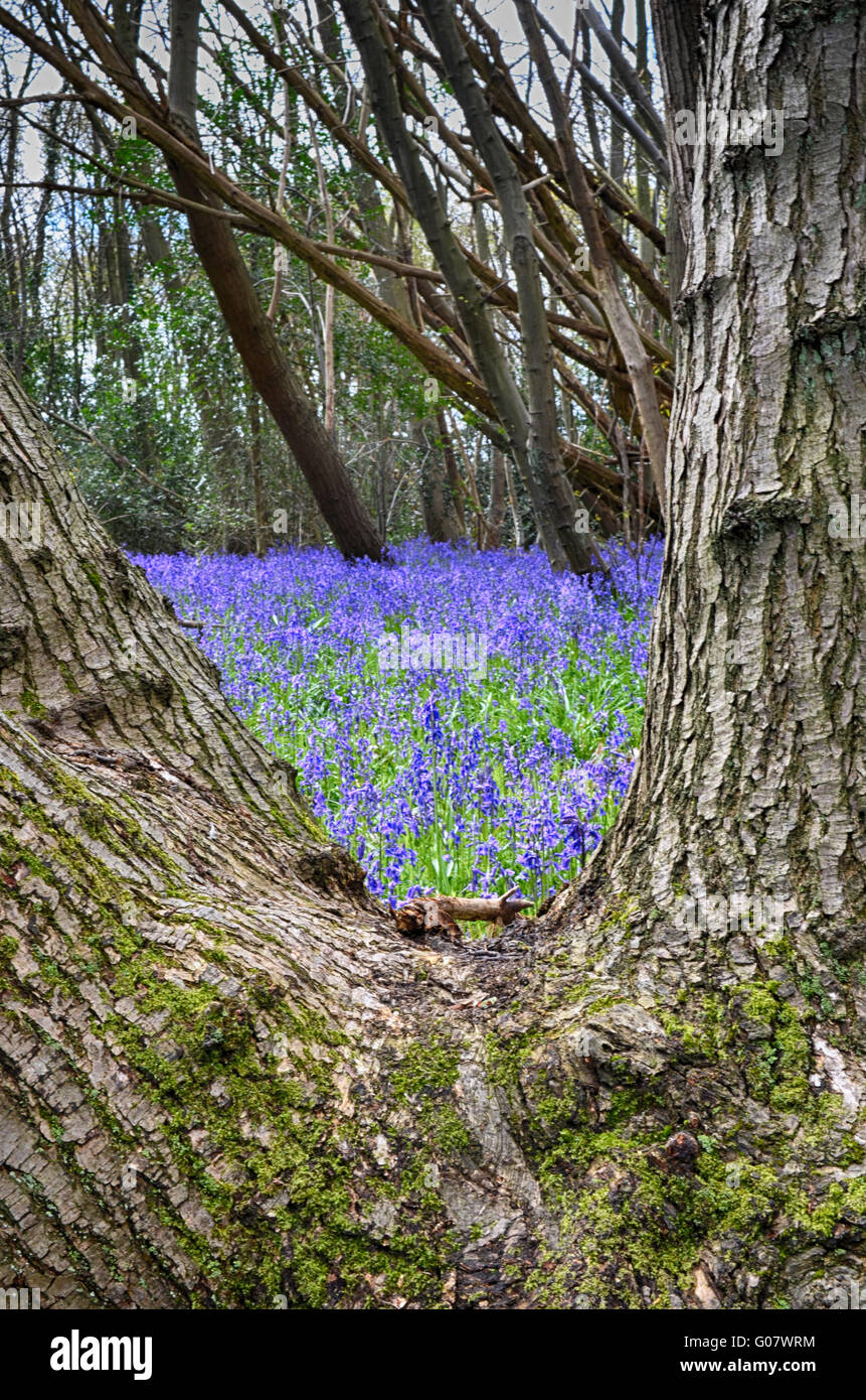 Bluebell Woods in Spring Stock Photo - Alamy