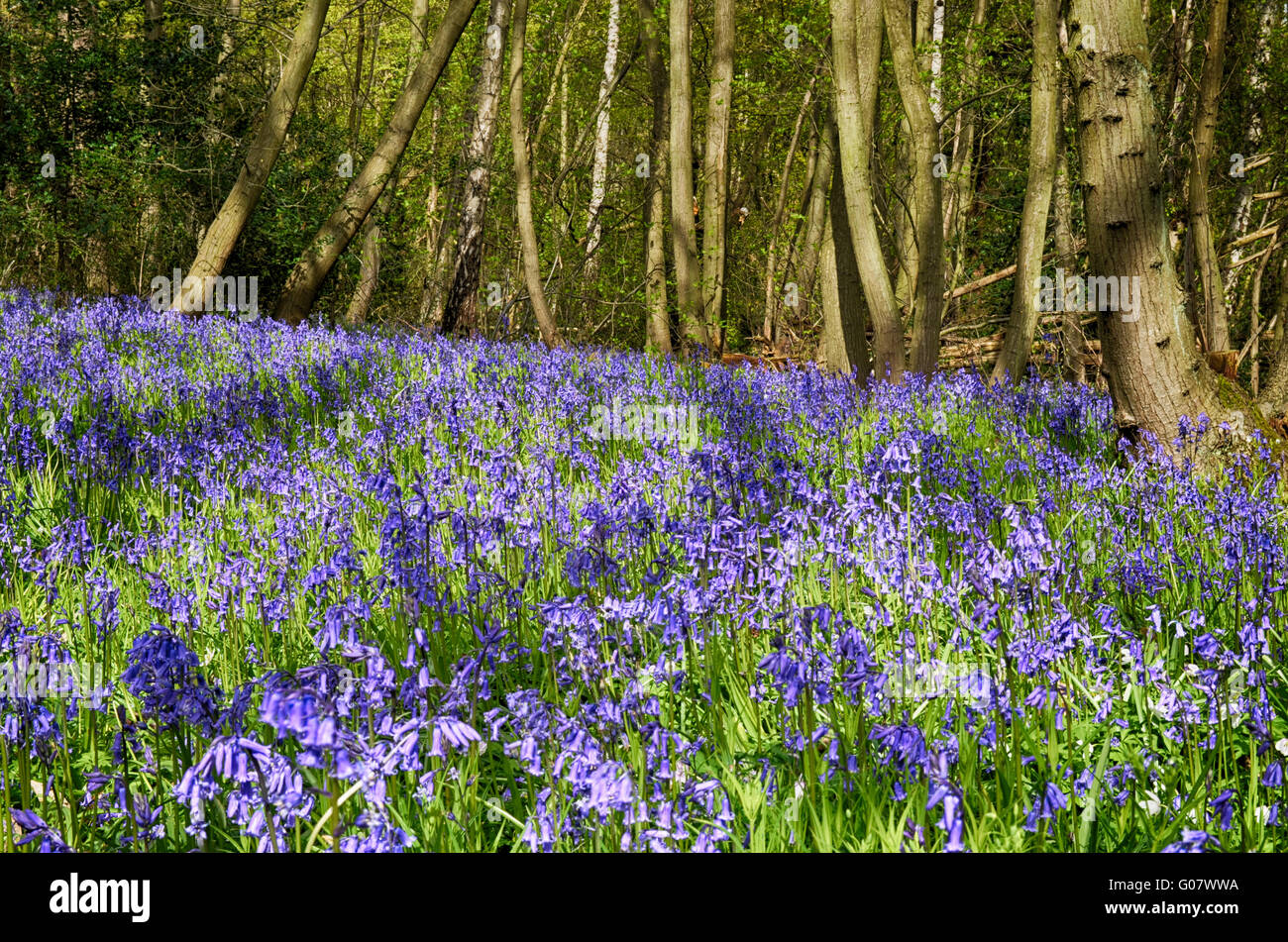 Bluebell Woods in Spring Stock Photo - Alamy