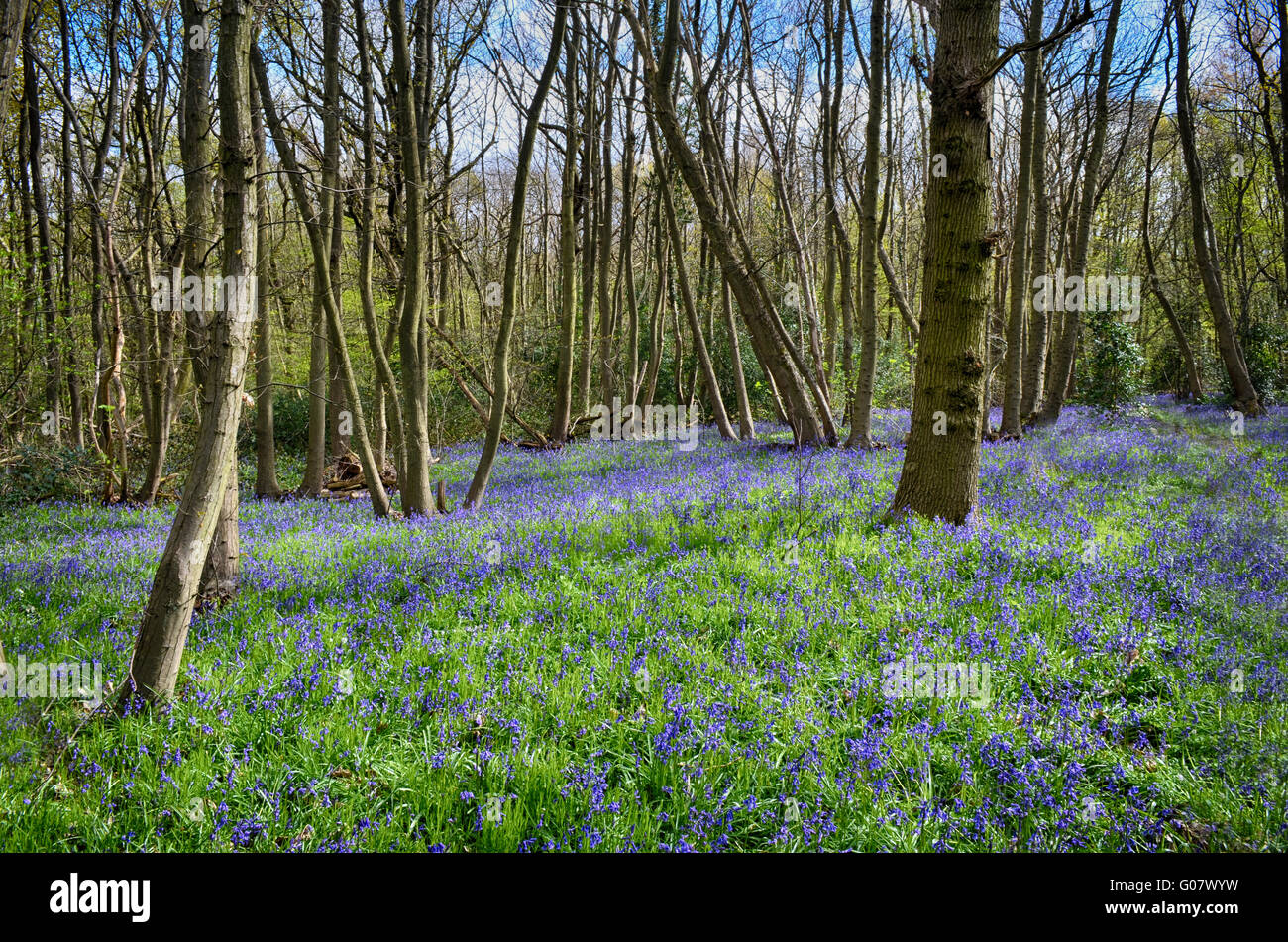 Bluebell Woods in Spring Stock Photo - Alamy