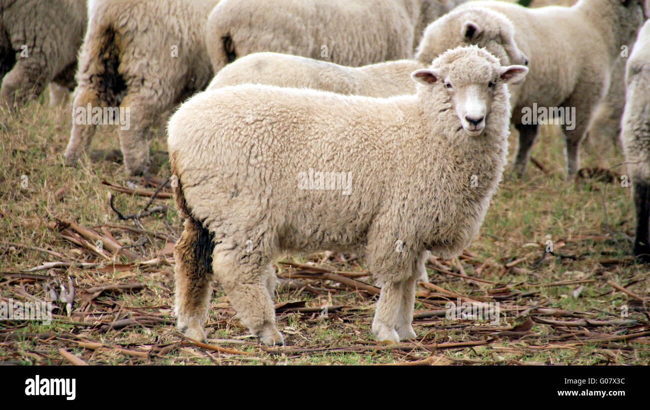 Spot the black sheep hi-res stock photography and images - Alamy