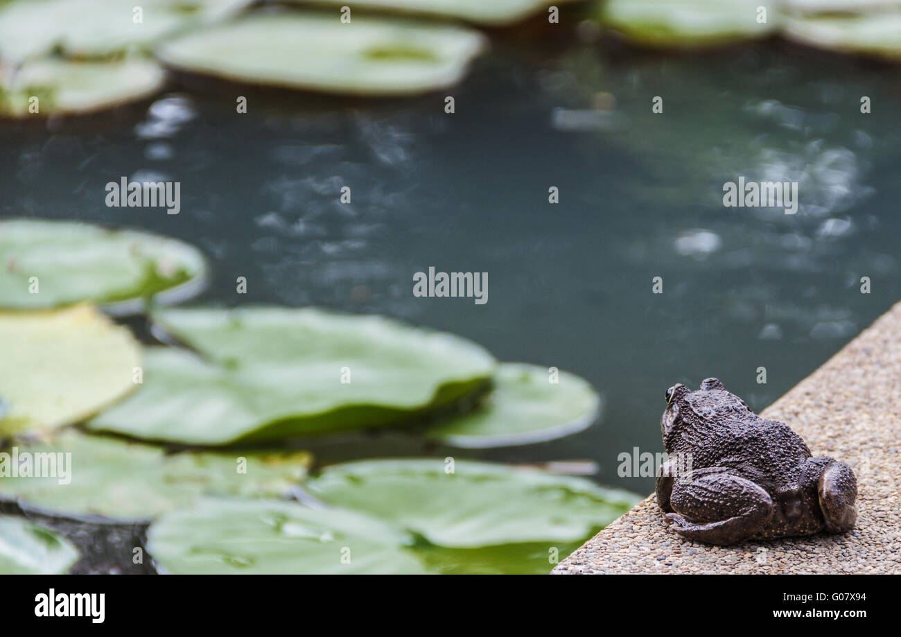 Big toad prepares for jumping to the pond Stock Photo - Alamy