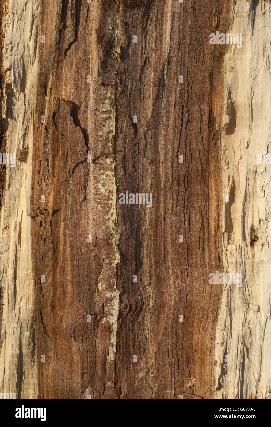 Oak log core half cut as background Stock Photo - Alamy