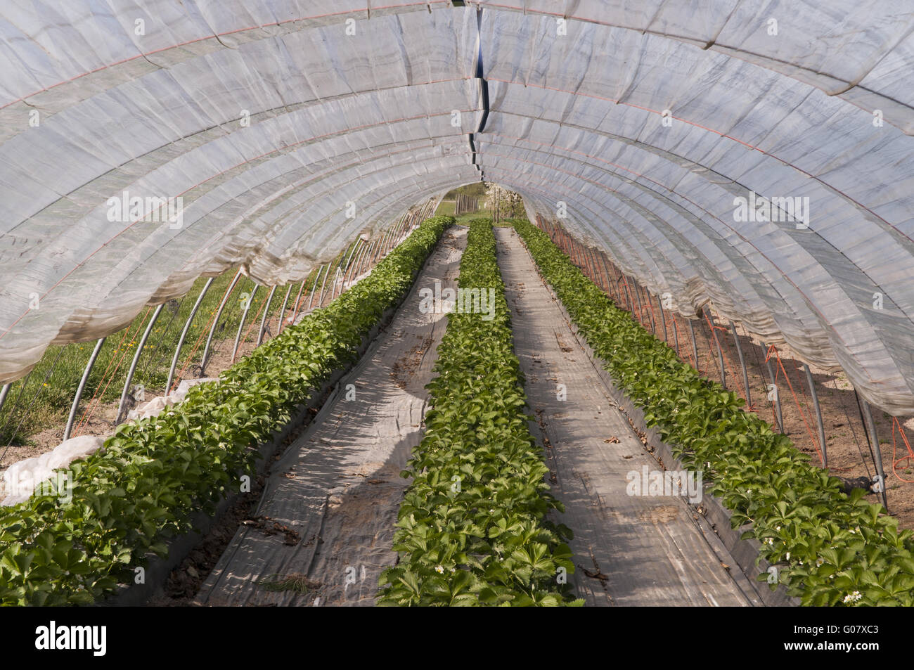 Strawberry plantation in the plastic greenhouse Stock Photo - Alamy