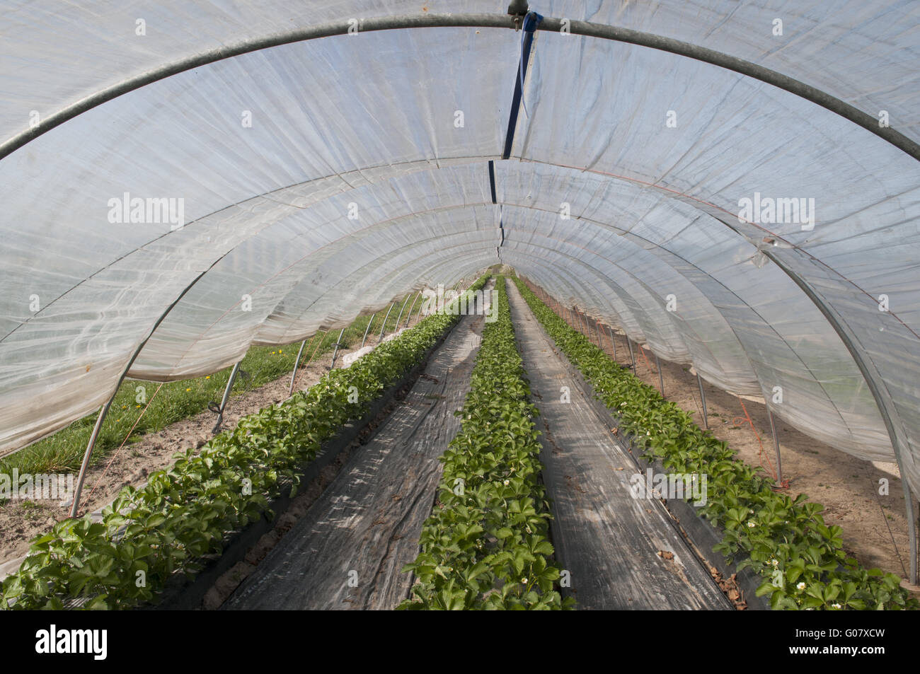 Strawberry plantation in the plastic greenhouse Stock Photo - Alamy