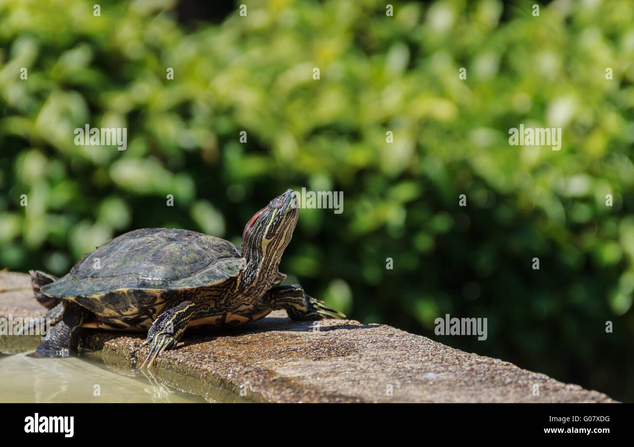 Pond terrapin in sunshine day Stock Photo - Alamy