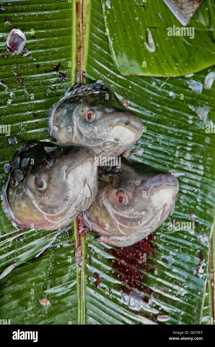 Fischköpfe hi-res stock photography and images - Alamy