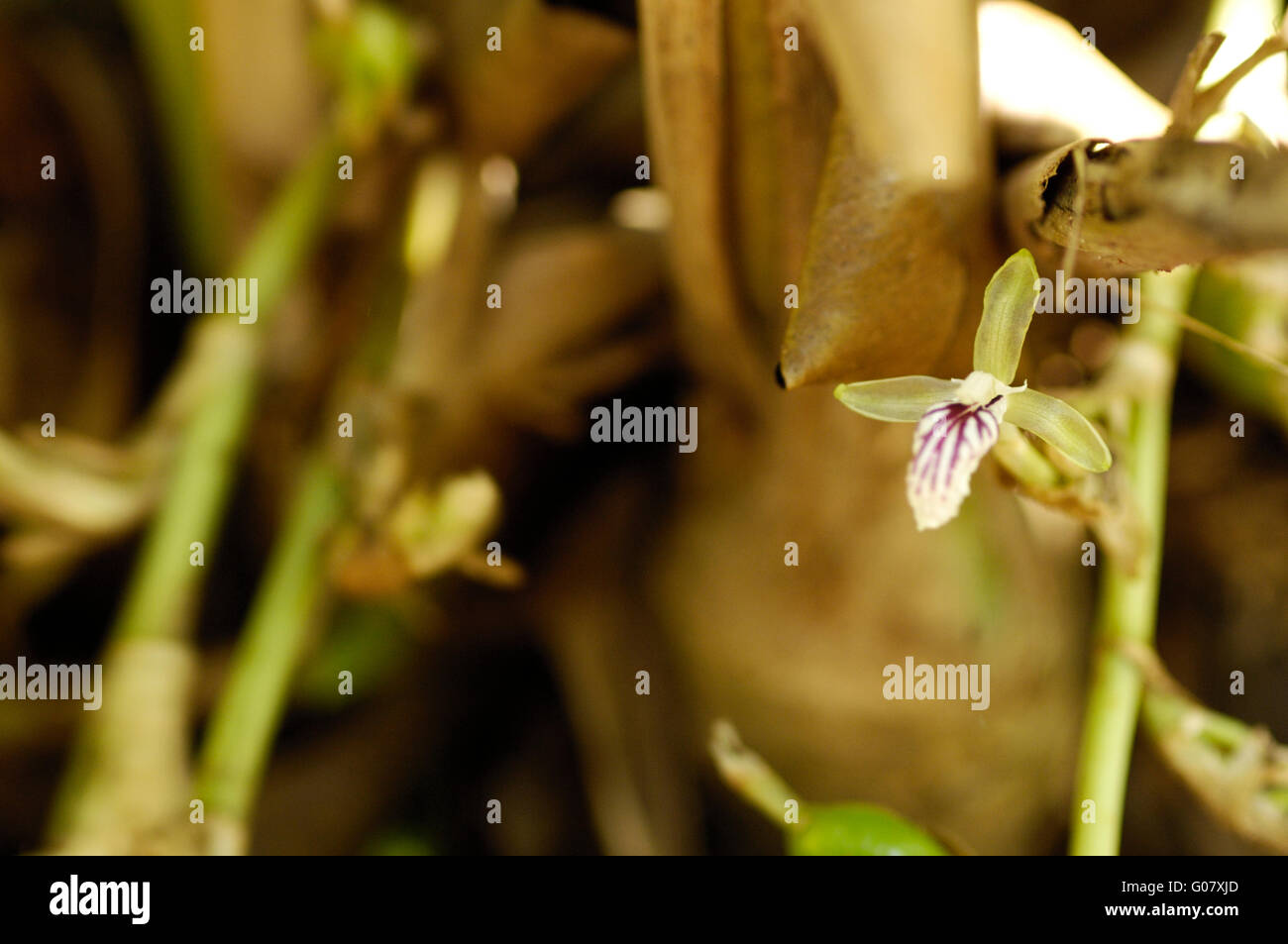 Tanzania flower hi-res stock photography and images - Alamy