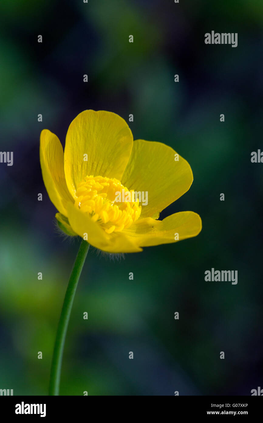 Buttercup close up hi-res stock photography and images - Alamy